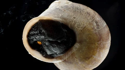 Super Live View Stock Videos – Royalty-Free HD & 4K Videos