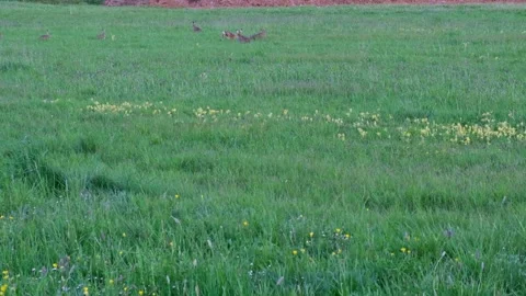 Chasing Rabbit Stock Footage ~ Royalty Free Stock Videos | Pond5