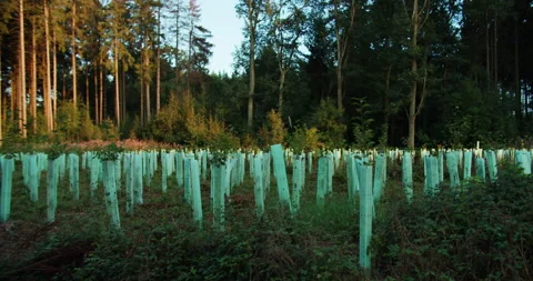 Super wide shot of growing trees with pr... | Stock Video | Pond5