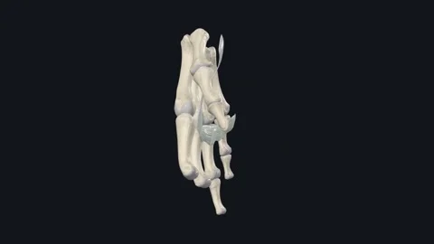 The superficial transverse metacarpal li... | Stock Video | Pond5