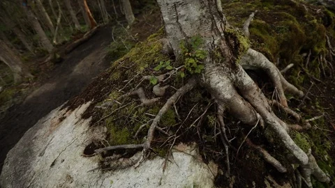 Growing Tree With Roots Stock Footage ~ Royalty Free Stock Videos | Pond5