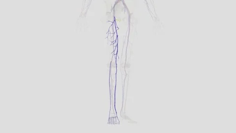 Superficial veins are found in the subcu... | Stock Video | Pond5