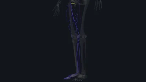 Superficial veins are found in the subcu... | Stock Video | Pond5