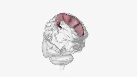 The superior frontal gyrus is the medial... | Stock Video | Pond5