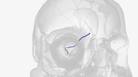 The superior ophthalmic vein is a vein o... | Stock Video | Pond5