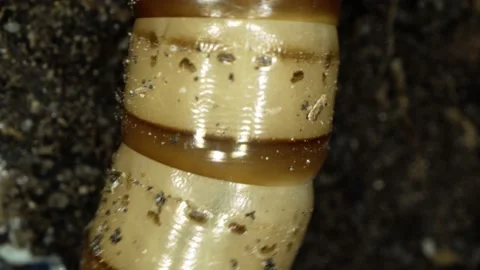 Mealworm Stock Footage ~ Royalty Free Stock Videos | Pond5