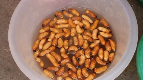 Suri worms | Stock Video | Pond5