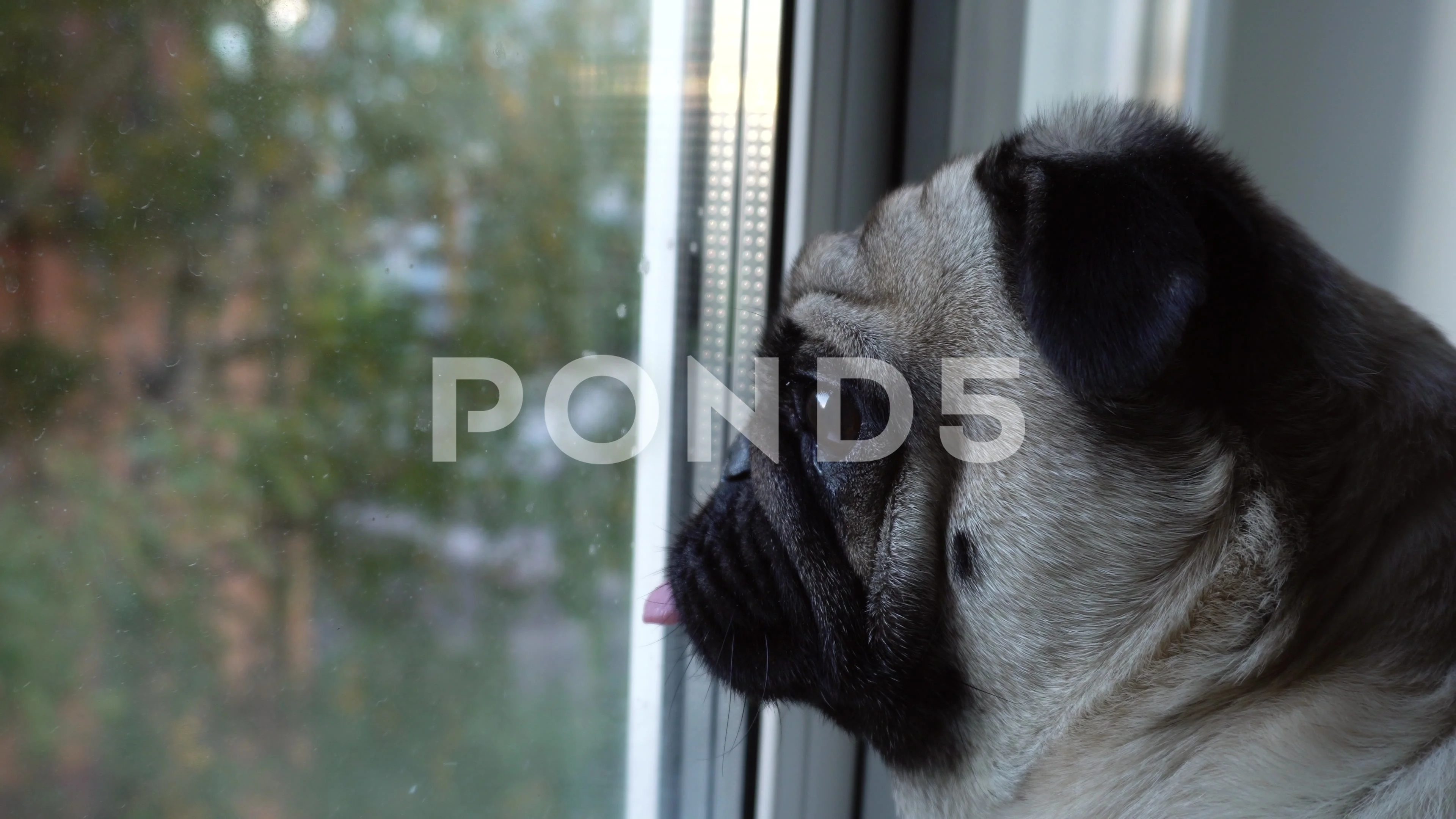 Why Do Pugs Look Sad
