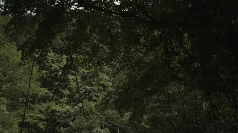 Non Colour Graded Stock Videos – Royalty-Free HD & 4K Videos