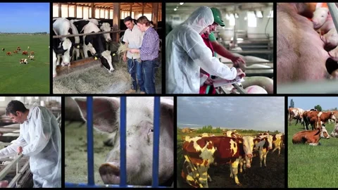 Sustainable Livestock Farming - Multi Sc... | Stock Video | Pond5