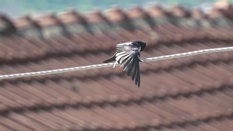 Swallow bird cleaning feathers sitting o... | Stock Video | Pond5