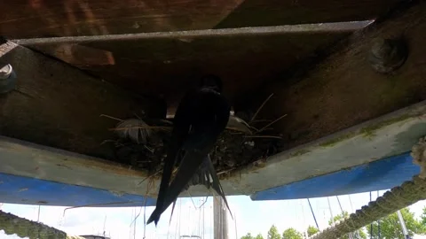 Swallow's nest under a jetty in the harb... | Stock Video | Pond5