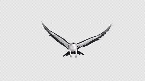 Swallowtail Kite - Raptor Bird - Flying ... | Stock Video | Pond5