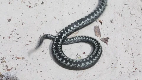 Swamp adder attacks | Stock Video | Pond5