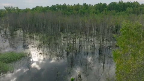 Jungle Swamp Stock Footage ~ Royalty Free Stock Videos | Pond5