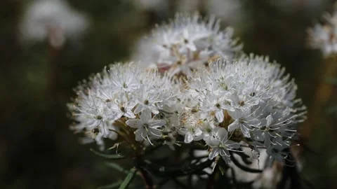 End June Stock Videos – Royalty-Free HD & 4K Videos