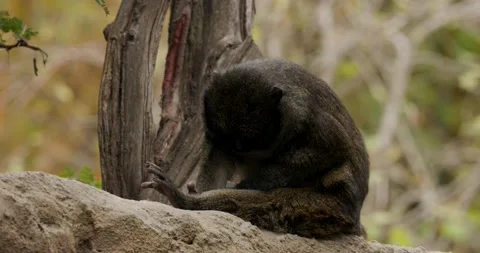 Swamp Monkey Grooming Cleaning Fur Looki... | Stock Video | Pond5