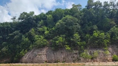 swamp pond with wild tree grass, clear b... | Stock Video | Pond5
