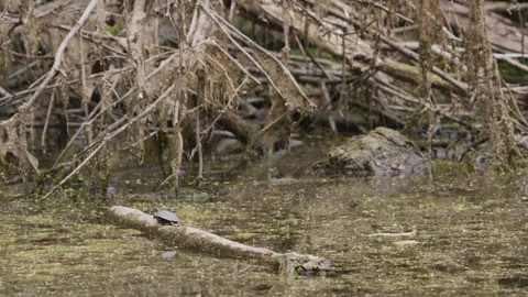 Swamp Turtle lying on a branch. (4K Reso... | Stock Video | Pond5