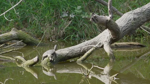 In the swamp. Turtle lying on branch. (4... | Stock Video | Pond5