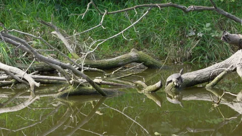 In the swamp. Wide-Shot of Turtle sunbat... | Stock Video | Pond5