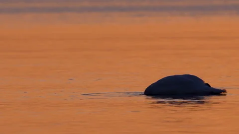 Drip Water Its Stock Videos – Royalty-Free HD & 4K Videos | Pond5