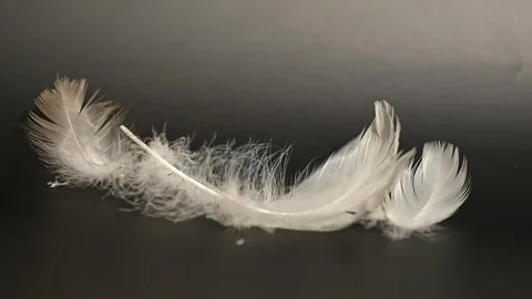 Floating Down Feather Stock Video Footage | Royalty Free Floating Down ...