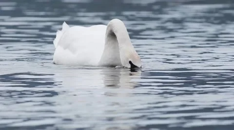 swan is feeding underwater | Stock Video | Pond5
