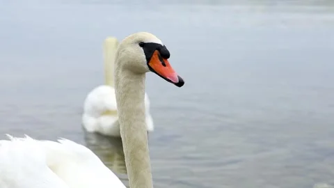 Swan on the sea, head close-up | Stock Video | Pond5