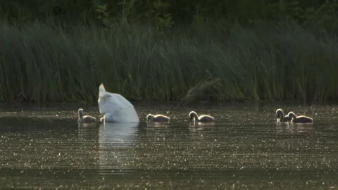 Swan with young backlight | Stock Video | Pond5