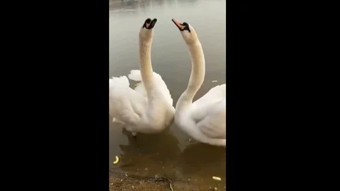 Swans amazing synchronized mating ritual... | Stock Video | Pond5
