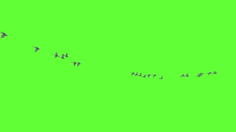 Swans flying at sunset Green Screen, Chr... | Stock Video | Pond5