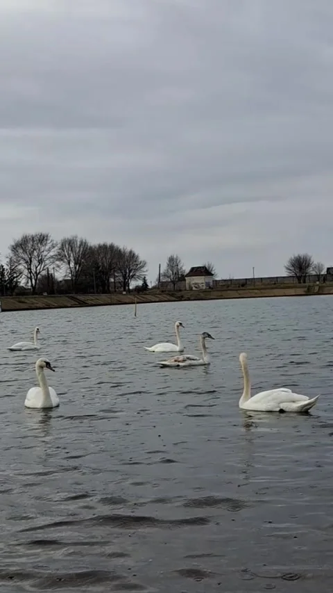 Short The Swimming Stock Videos – Royalty-Free HD & 4K Videos | Pond5