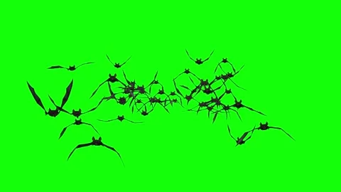 Bats Flying Green Screen Stock Videos – Royalty-Free HD & 4K Videos