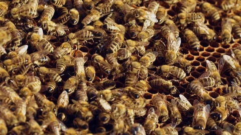 Flutter Wings Stock Footage ~ Royalty Free Stock Videos | Pond5