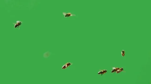 Green Screen Bees Stock Video Footage | Royalty Free Green Screen Bees ...