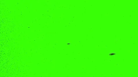 A Swarm of Bees on a Green Screen | Stock Video | Pond5