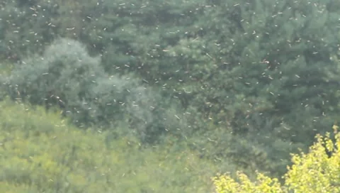 Bugs Stock Video Footage | Royalty Free Bugs Videos | Pond5