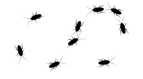 Cockroach Swarm Flying Cockroach Swarms In New York Due To Current