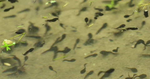 Swarm of common frog tadpoles swimming i... | Stock Video | Pond5