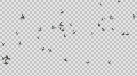 Swarm Of Fireflies Stock Video Footage | Royalty Free Swarm Of ...