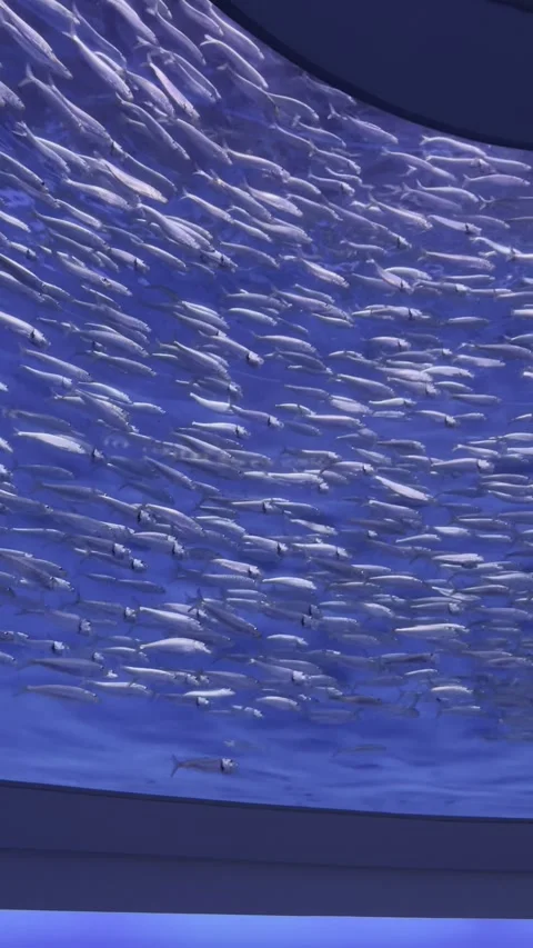 Swarm of fish moving in the blue sky | Stock Video | Pond5