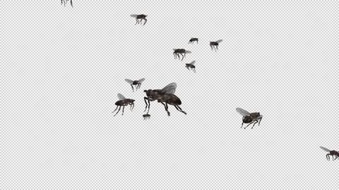 Swarm of Flies - Flying Around - CU - Al... | Stock Video | Pond5