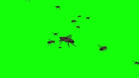 Swarm of Flies - Flying Around - MS - Gr... | Stock Video | Pond5
