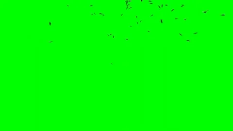 Swarm of Flies Flying on Green Screen | Stock Video | Pond5