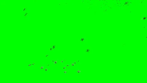 Swarm of Flies Flying on Green Screen 01 | Stock Video | Pond5
