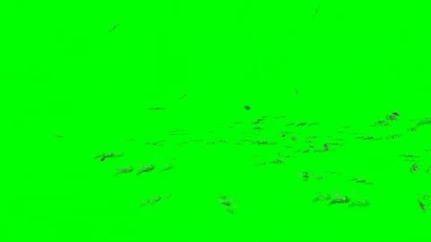 Swarm of Flies Flying on Green Screen 02 | Stock Video | Pond5