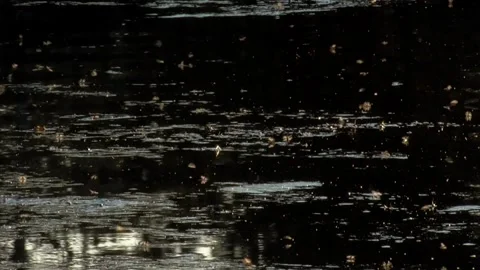 Swarm Of Gnats Stock Videos – Royalty-Free HD & 4K Videos