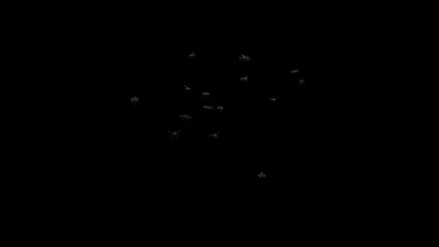 Swarm Of Flies Stock Videos – Royalty-Free HD & 4K Videos | Pond5