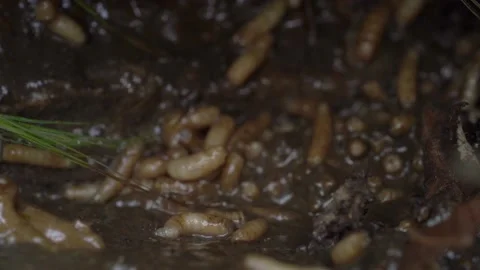 Swarm Of Fly Larvae Or Maggots Feeding O... | Stock Video | Pond5